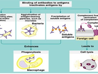 Antigen & Antibody.pptx role in immune systems | PPT