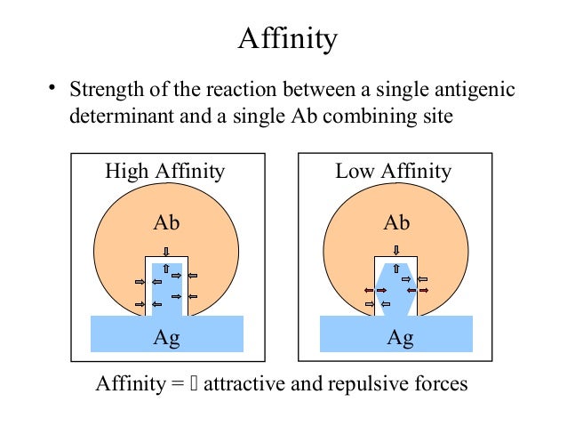 Antigen antibody interaction