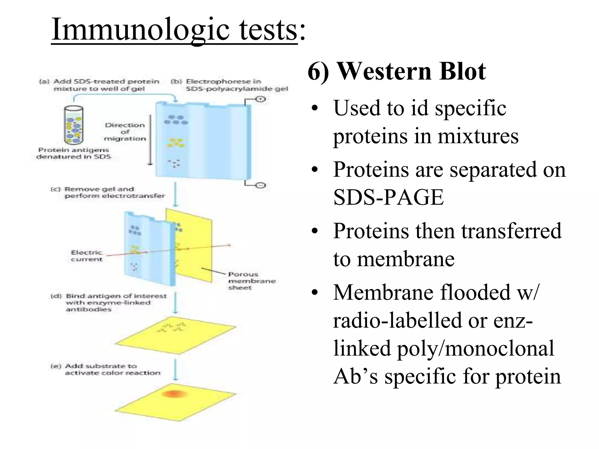 Antigen antibody interaction | PPT