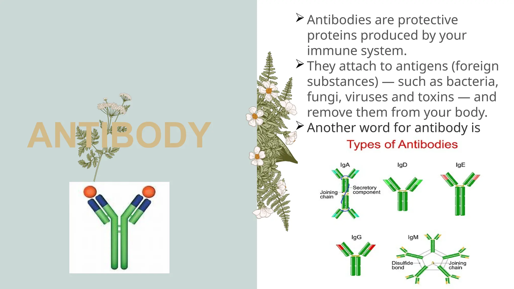 ANTIGEN ANTIBODY INTERACTION IN IMMUNOLOGY | PPTX