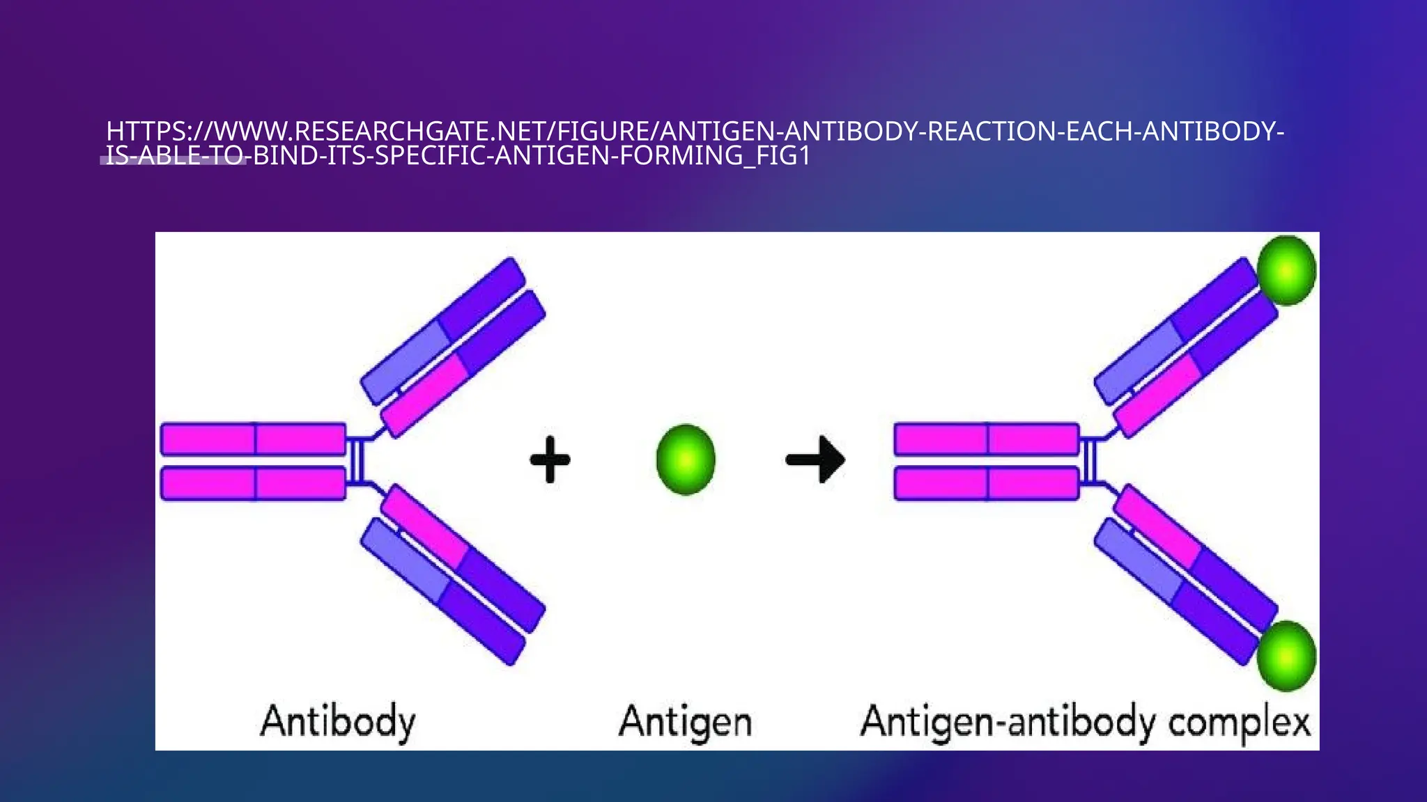 Antigen antibody interaction.slideshare. | PPTX