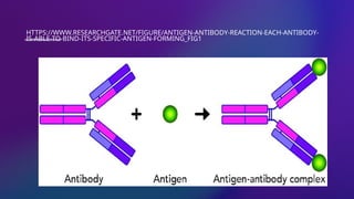Antigen antibody interaction.slideshare. | PPT