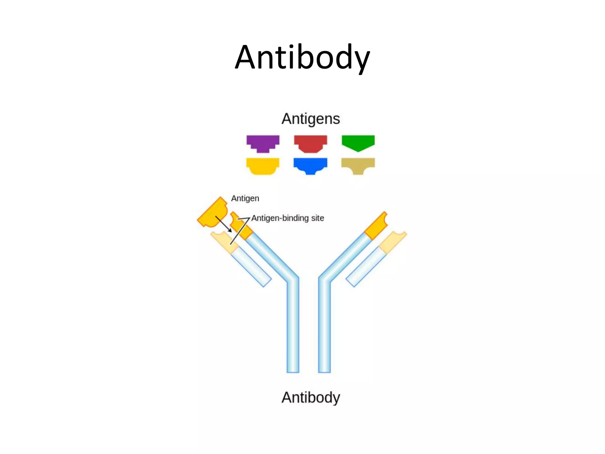 Antigen antibody interaction | PPTX