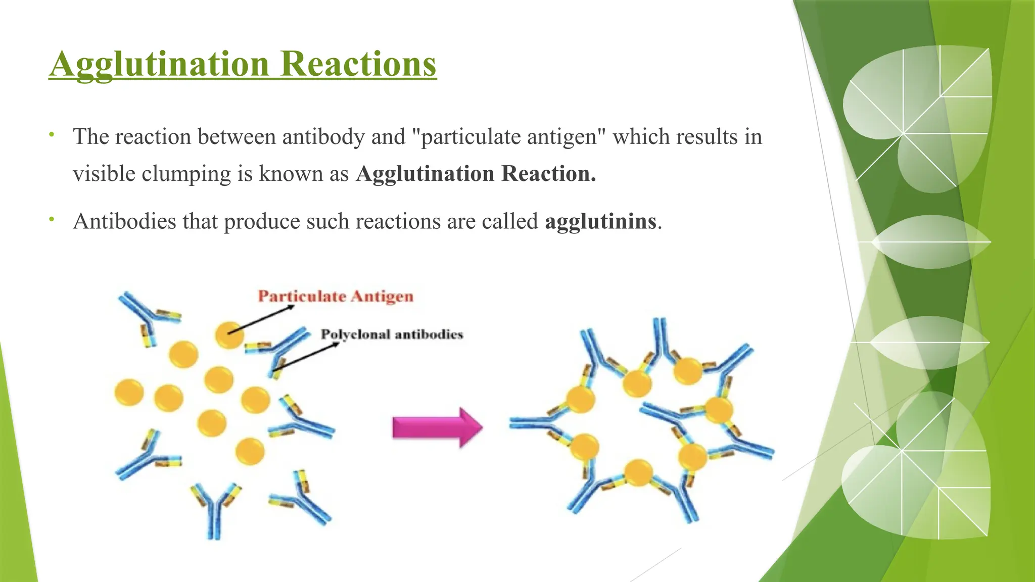 Antigen Antibody Interaction. . | PPTX