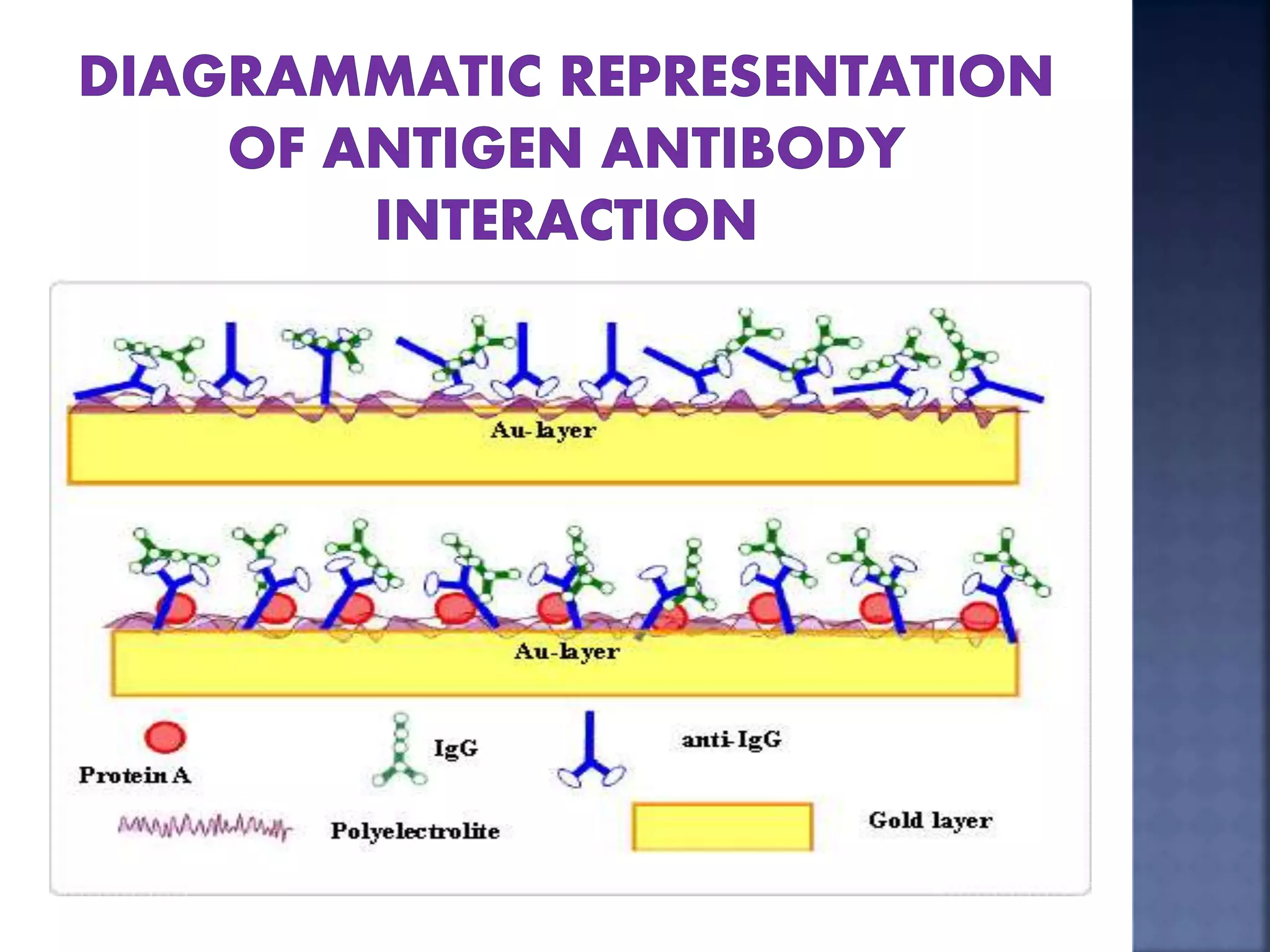 Antigen Antibody Interaction | PPT