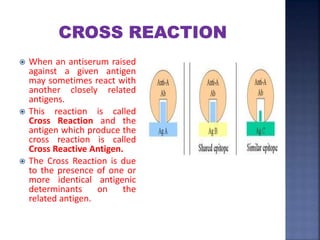 Antigen Antibody Interaction | PPT