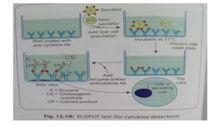 ELISA TECHNIQUE | PPT
