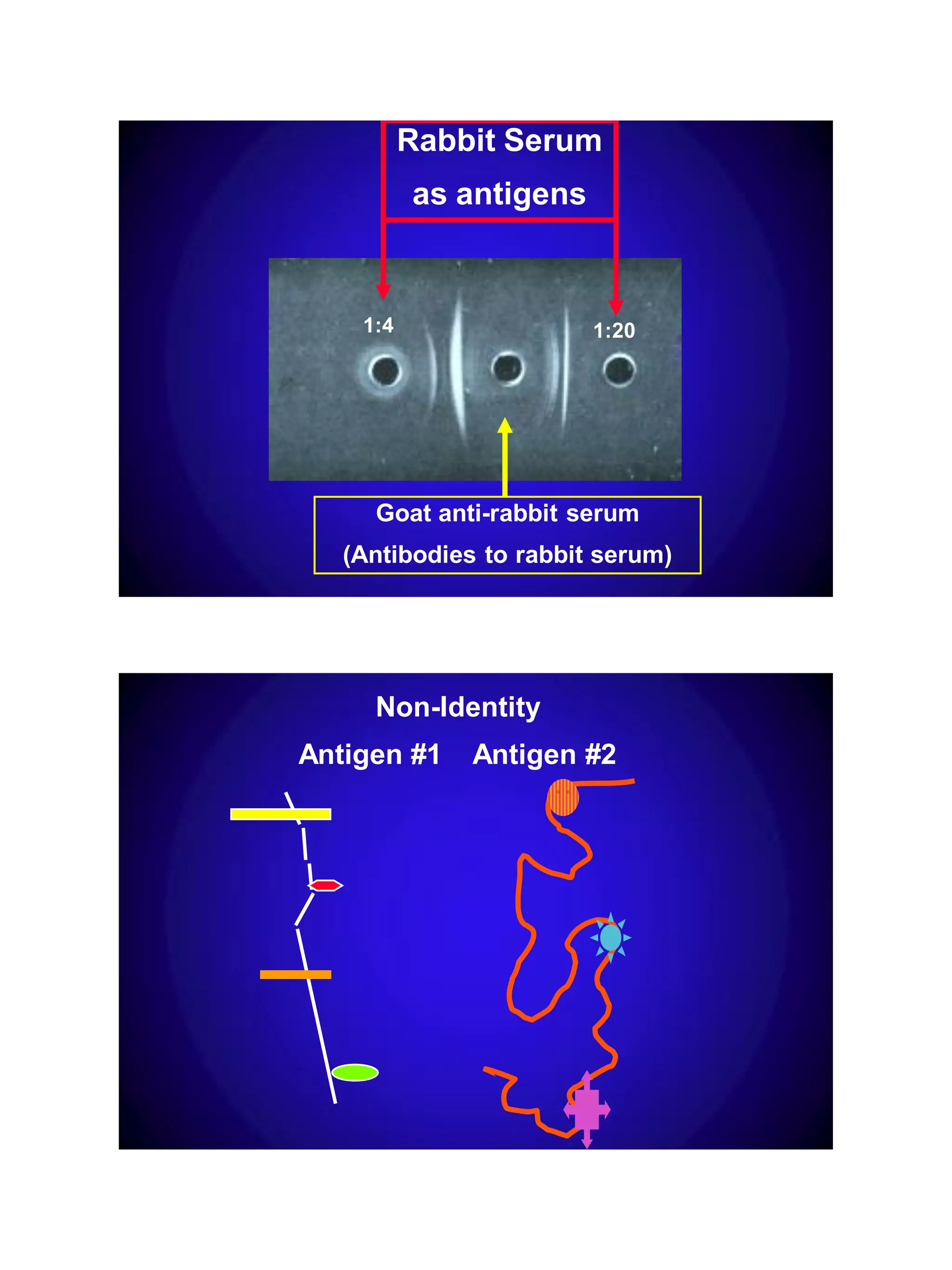 Antigen antibody reaction mahadi ppt | PDF | Chemistry | Science