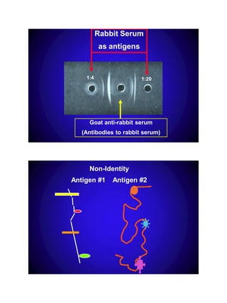 Antigen antibody reaction mahadi ppt | PDF | Chemistry | Science