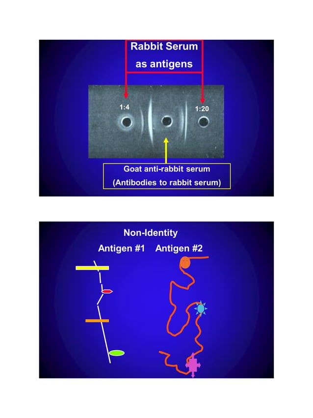Antigen antibody reaction mahadi ppt | PDF | Chemistry | Science