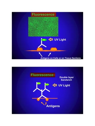 Antigen antibody reaction mahadi ppt | PDF | Chemistry | Science
