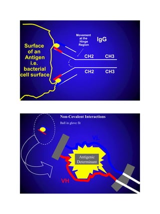 Antigen antibody reaction mahadi ppt | PDF | Chemistry | Science