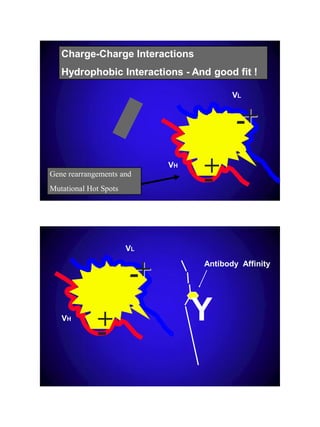Antigen antibody reaction mahadi ppt | PDF | Chemistry | Science