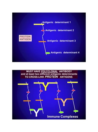 Antigen antibody reaction mahadi ppt | PDF | Chemistry | Science