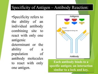 Antigen Antibody Reaction Lock And Key