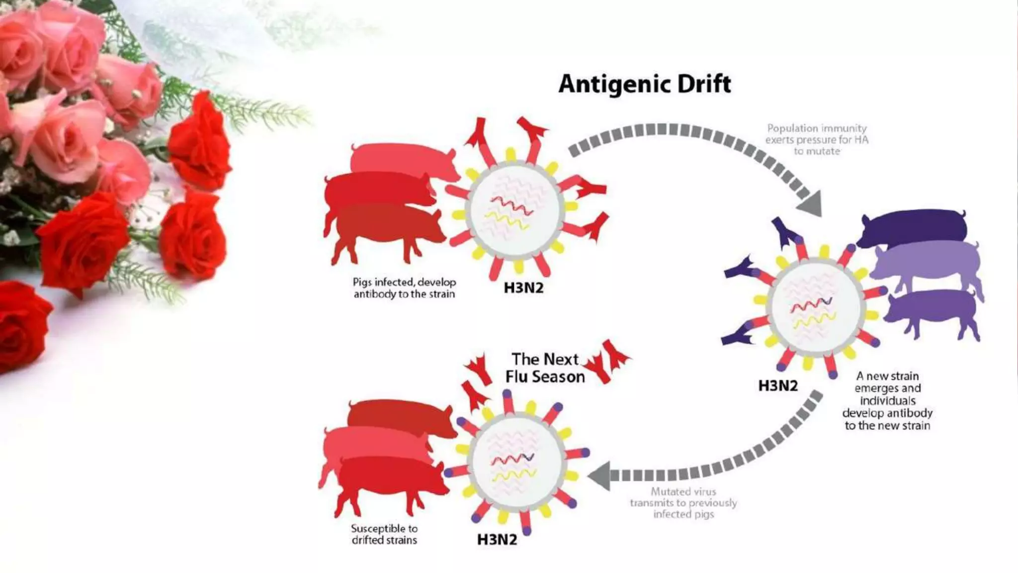 Antigenic shift and drift | PPTX