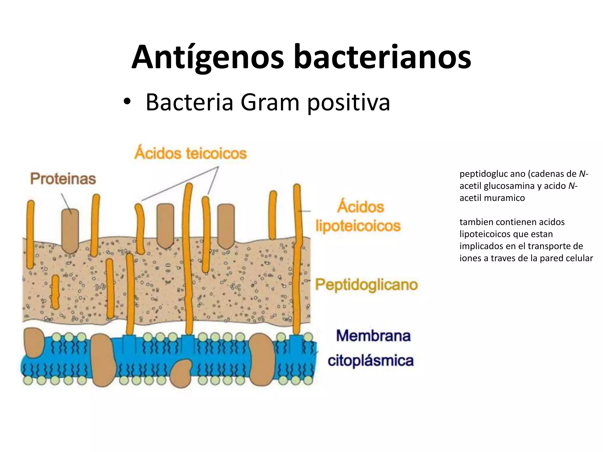 Antigenos | PPTX | Infectious Diseases | Diseases and Conditions