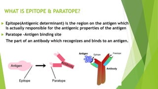 Antigen .pptx