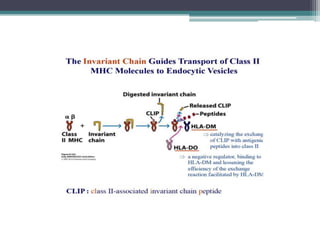 Exogenous Antigen Presentation and Processing.pptx