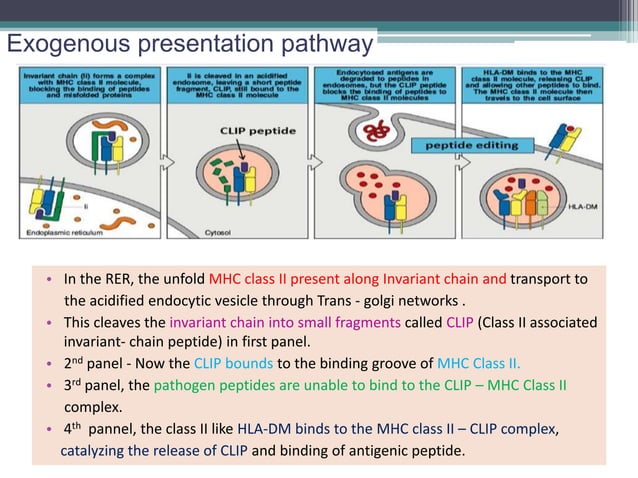Exogenous Antigen Presentation and Processing.pptx