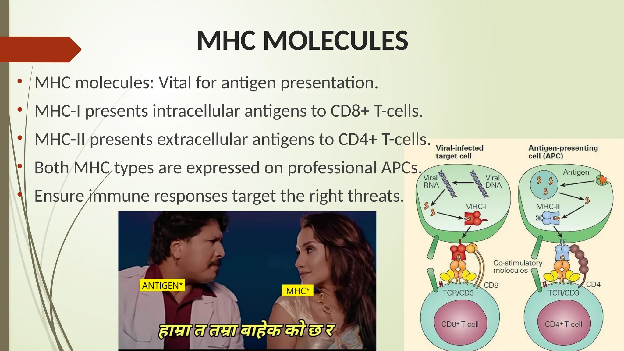 ANTIGEN PRESENTING CELLSANTIGEN PRESENTING CELLS | PPTX