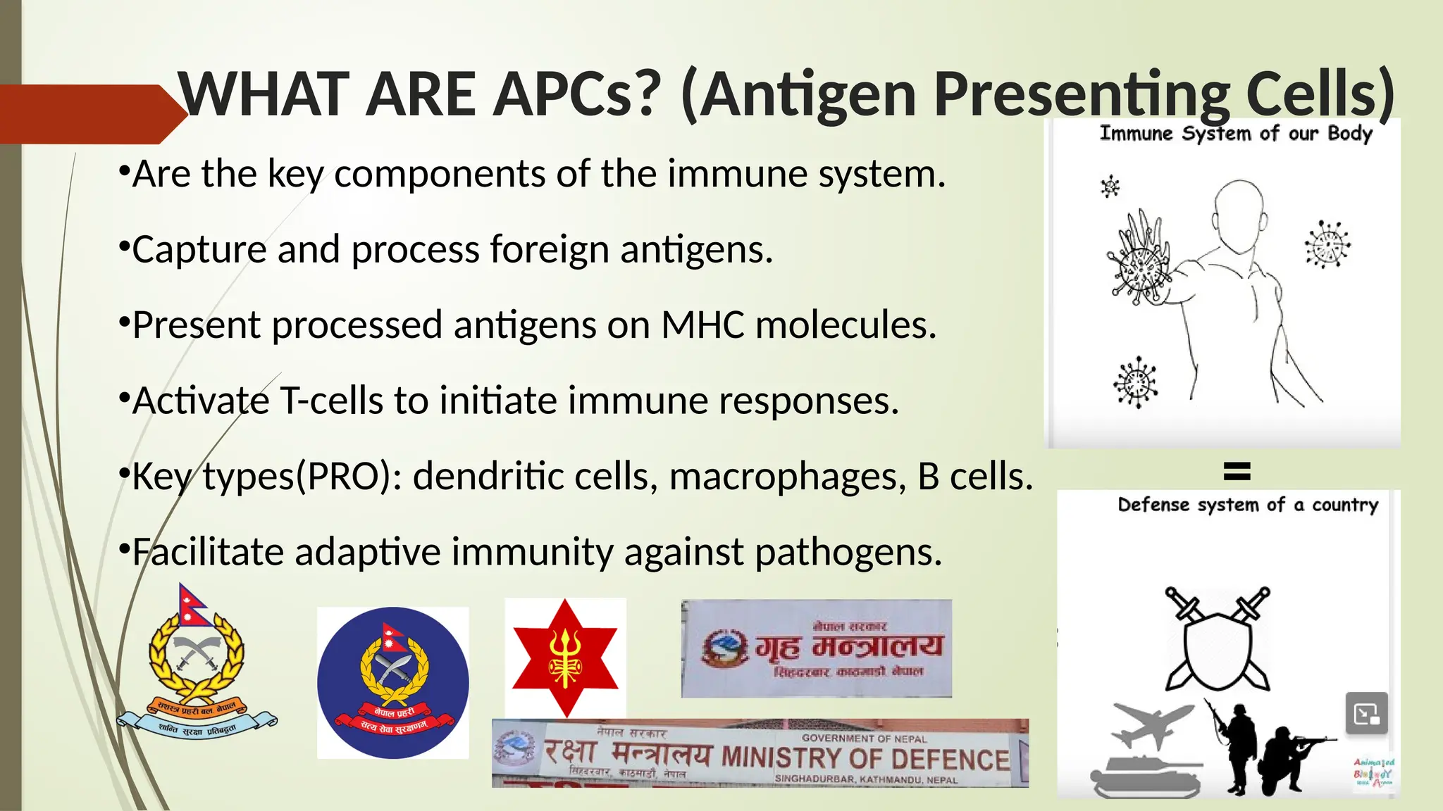 ANTIGEN PRESENTING CELLSANTIGEN PRESENTING CELLS | PPTX