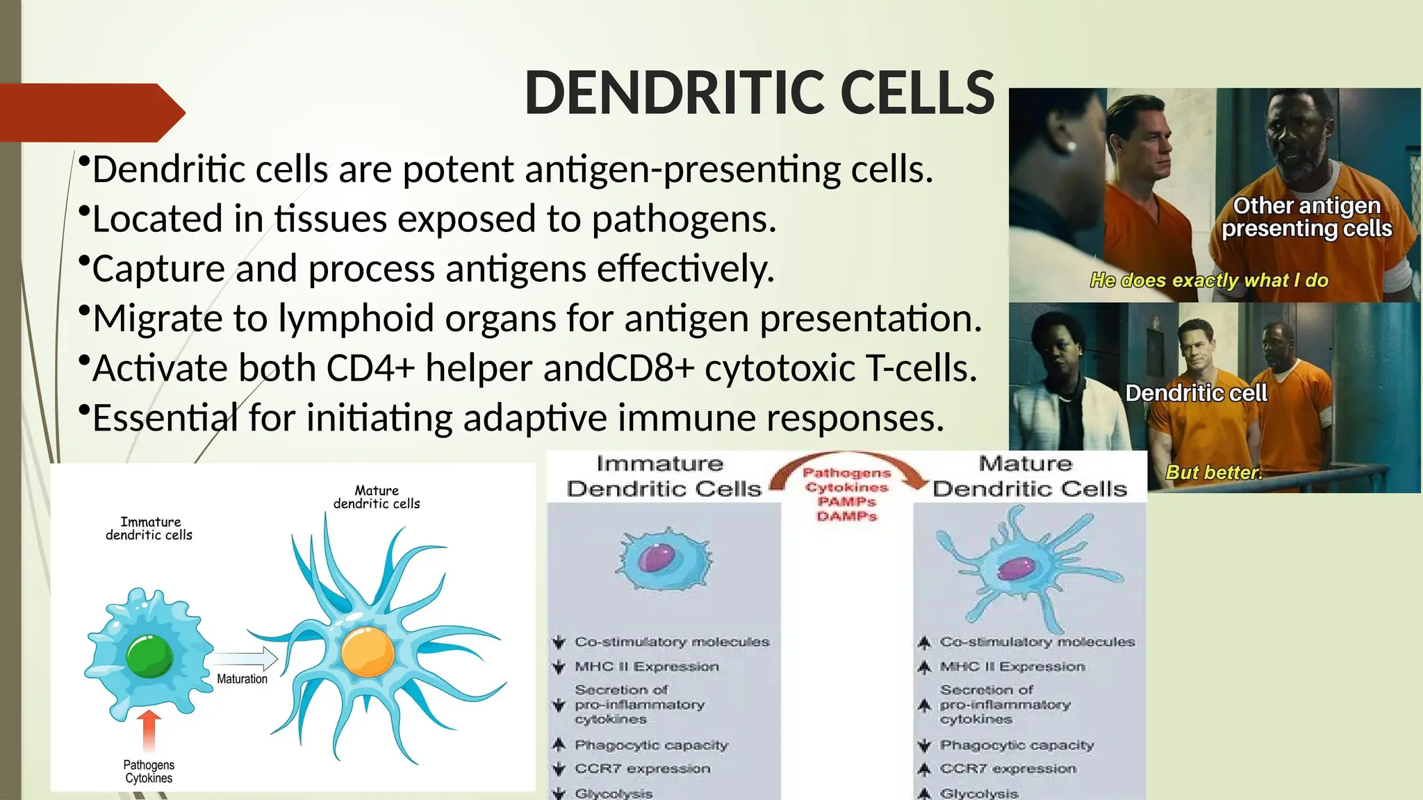 ANTIGEN PRESENTING CELLSANTIGEN PRESENTING CELLS | PPTX