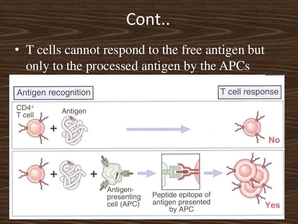 Antigen presenting cells (apc)