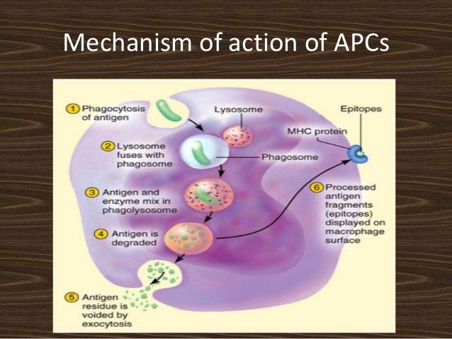Antigen presenting cells (apc)