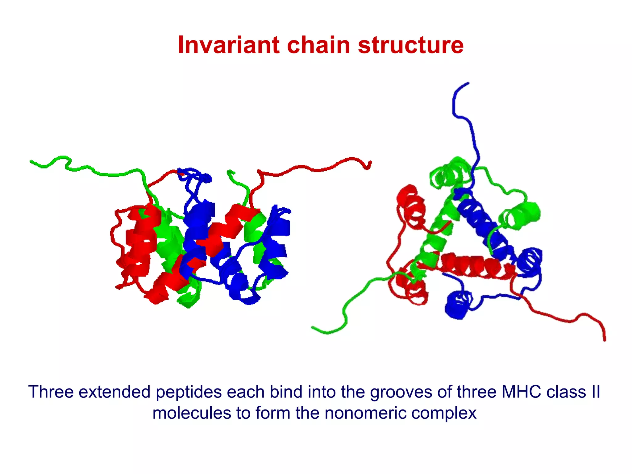 Antigen Processing | PPT