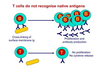 Antigen Processing | PPT