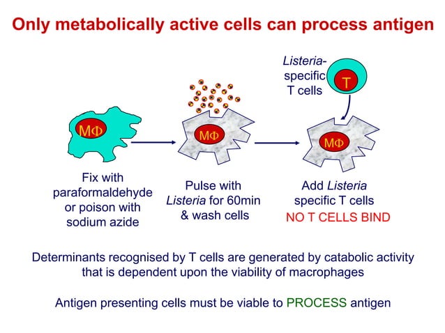 Antigen Processing | PPT