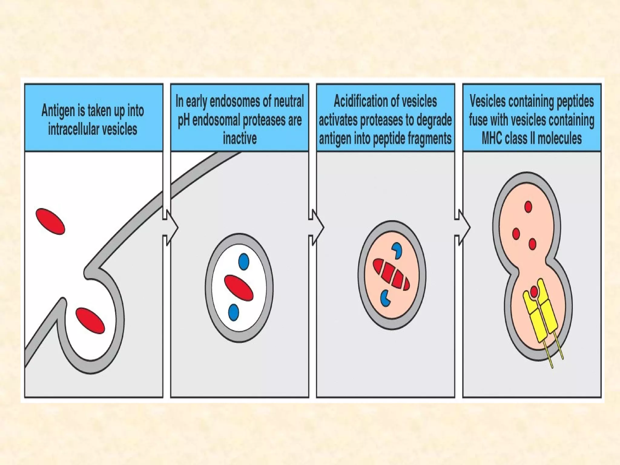 Antigen processing presentation | PPT