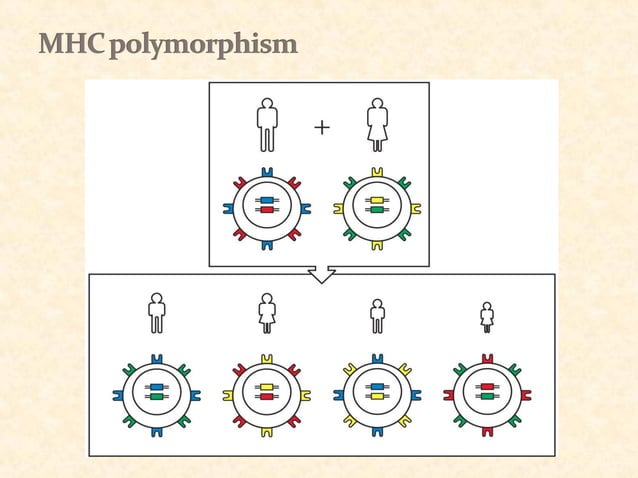 Antigen Processing Presentation Ppt