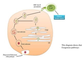 Antigen processing and presentation | PPTX