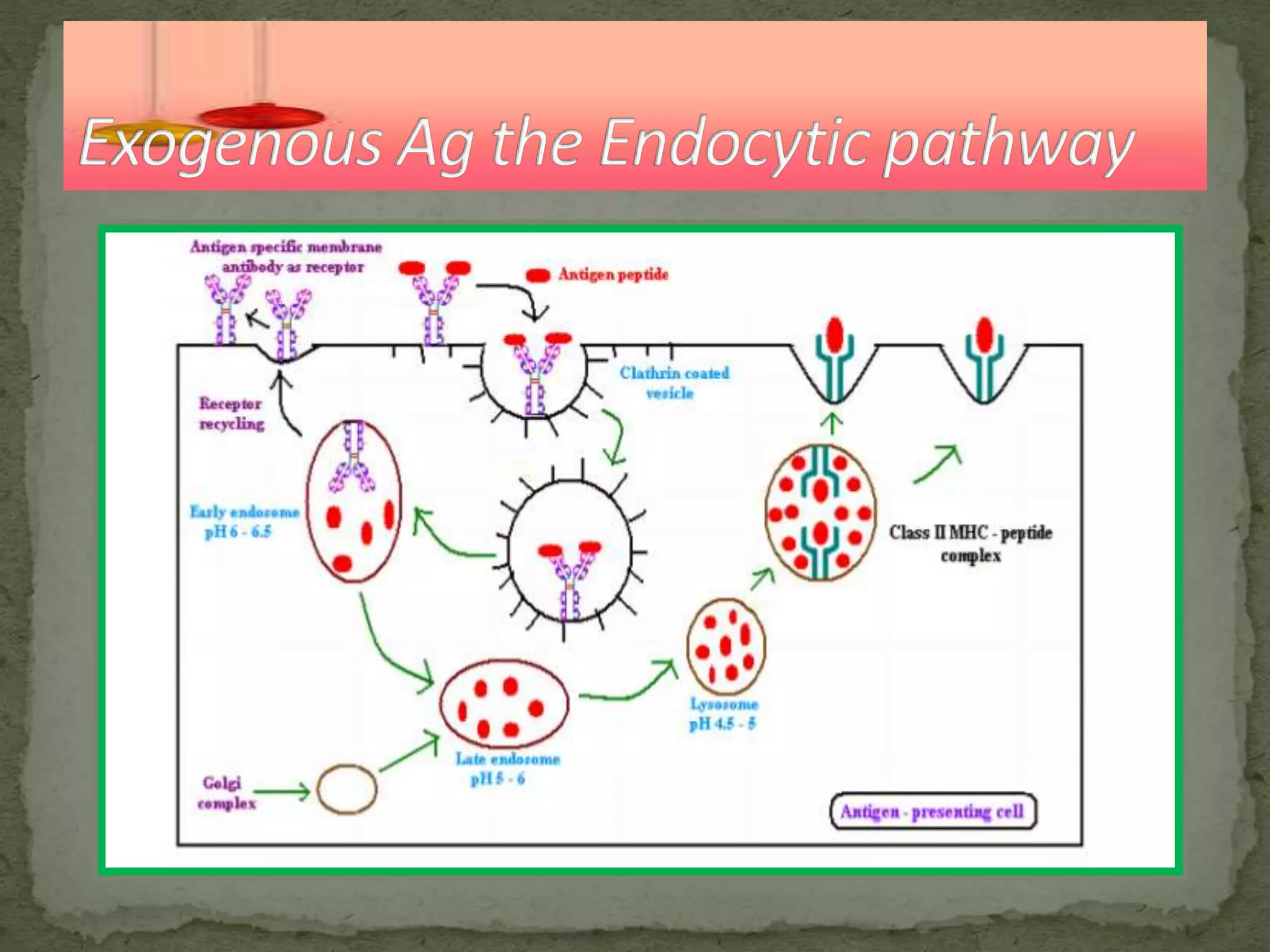 Antigen processing and presentation | PPTX