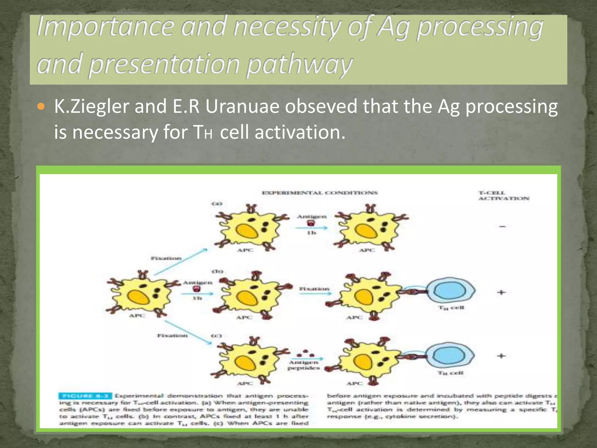 Antigen processing and presentation | PPTX