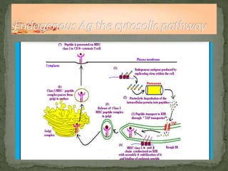 Antigen processing and presentation | PPTX