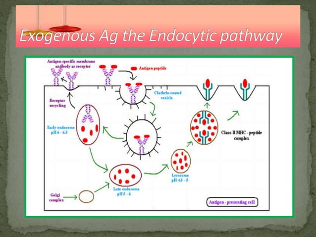 Antigen processing and presentation | PPTX | Chemistry | Science