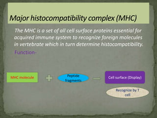 Antigen processing and presentation | PPTX