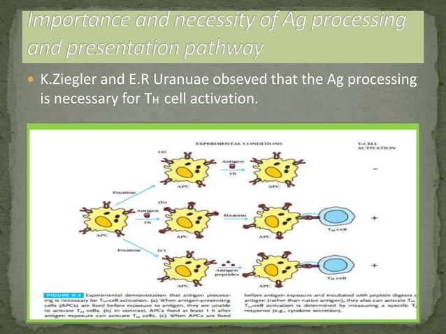 Antigen processing and presentation | PPTX | Chemistry | Science