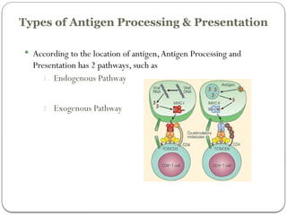 Antigen Processing and Presentation.pptx