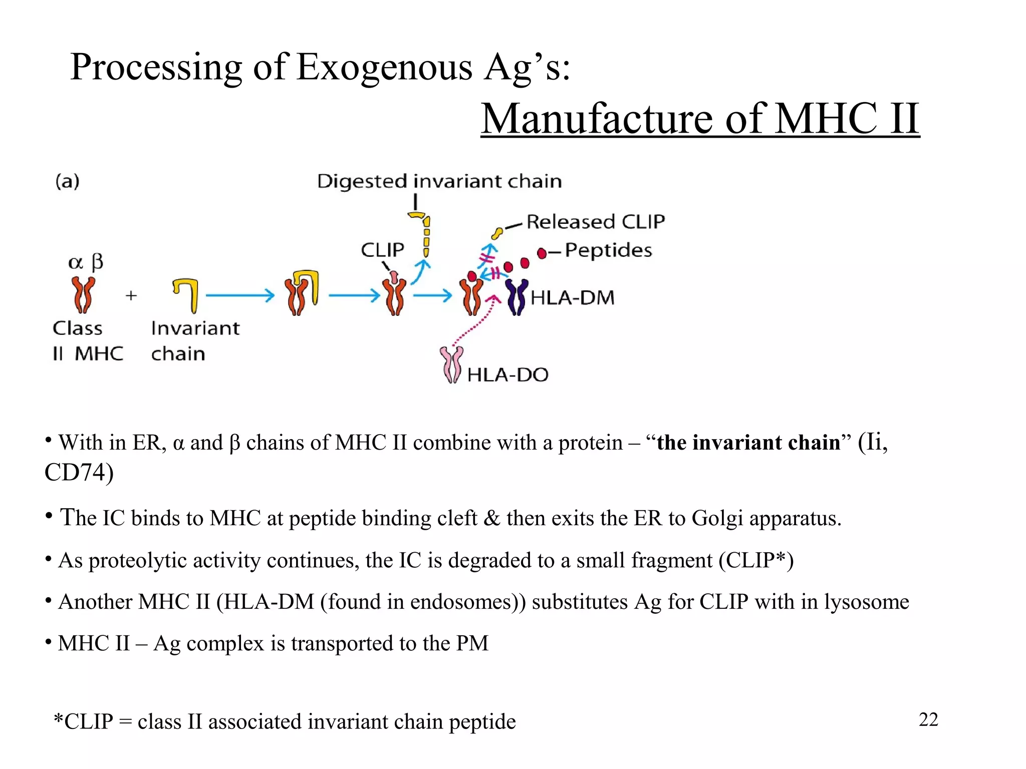Antigen processing and presentation | PPT