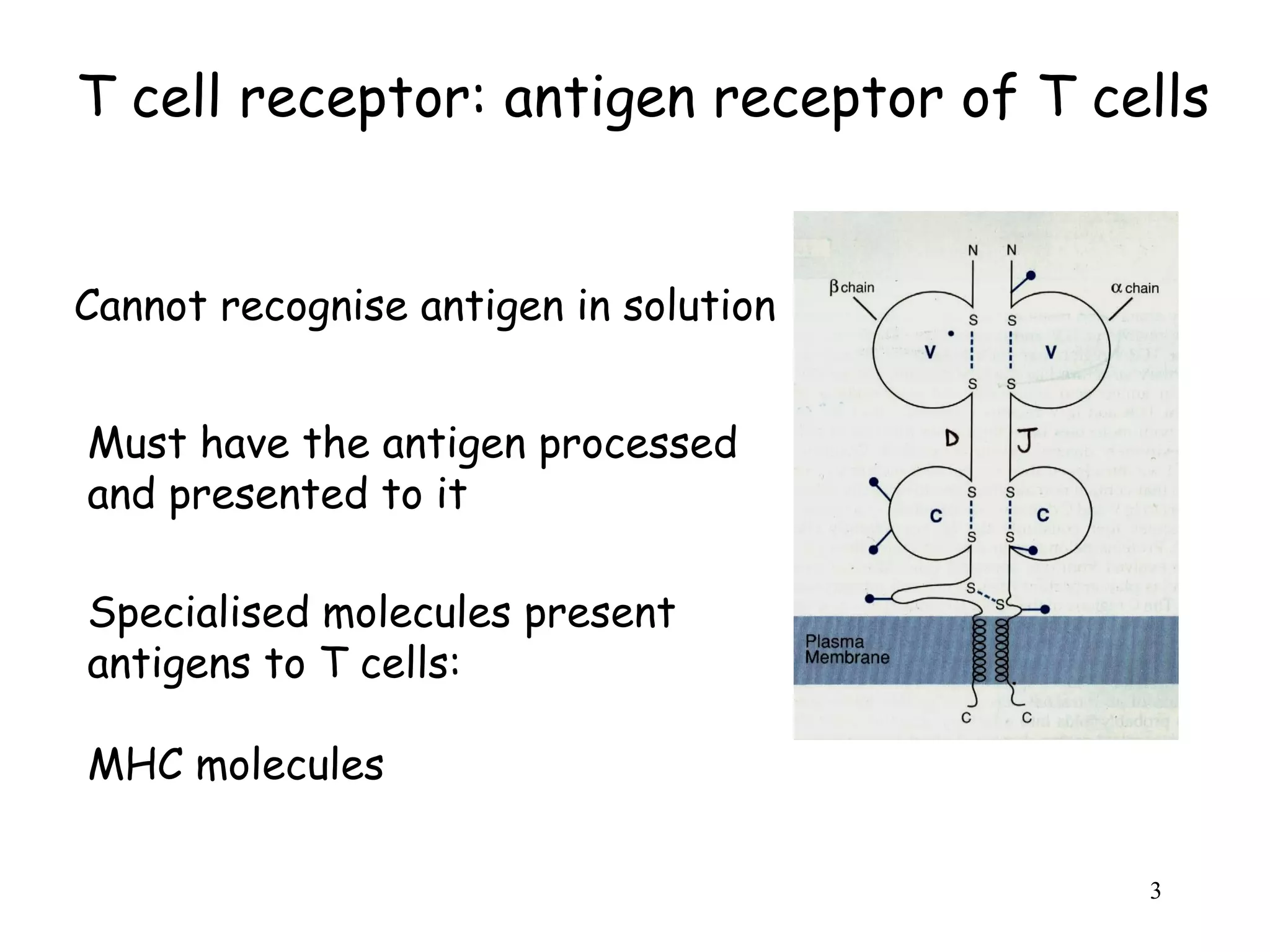 Antigen processing and presentation | PPT