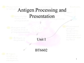 Antigen processing and presentation | PPT