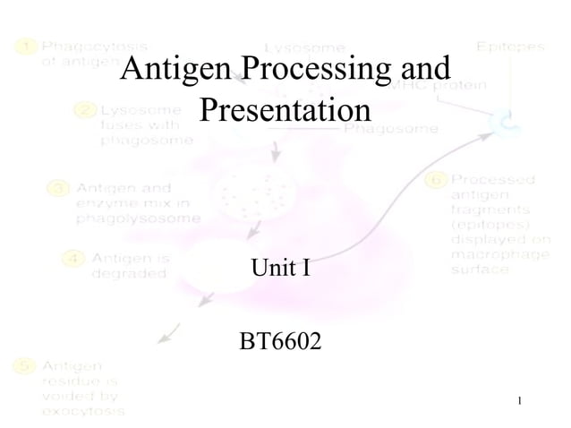 Antigen processing and presentation | PPT | Biological Sciences | Science