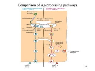 Antigen processing and presentation | PPT