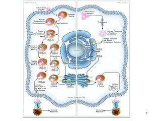 Antigen processing and presentation | PPT