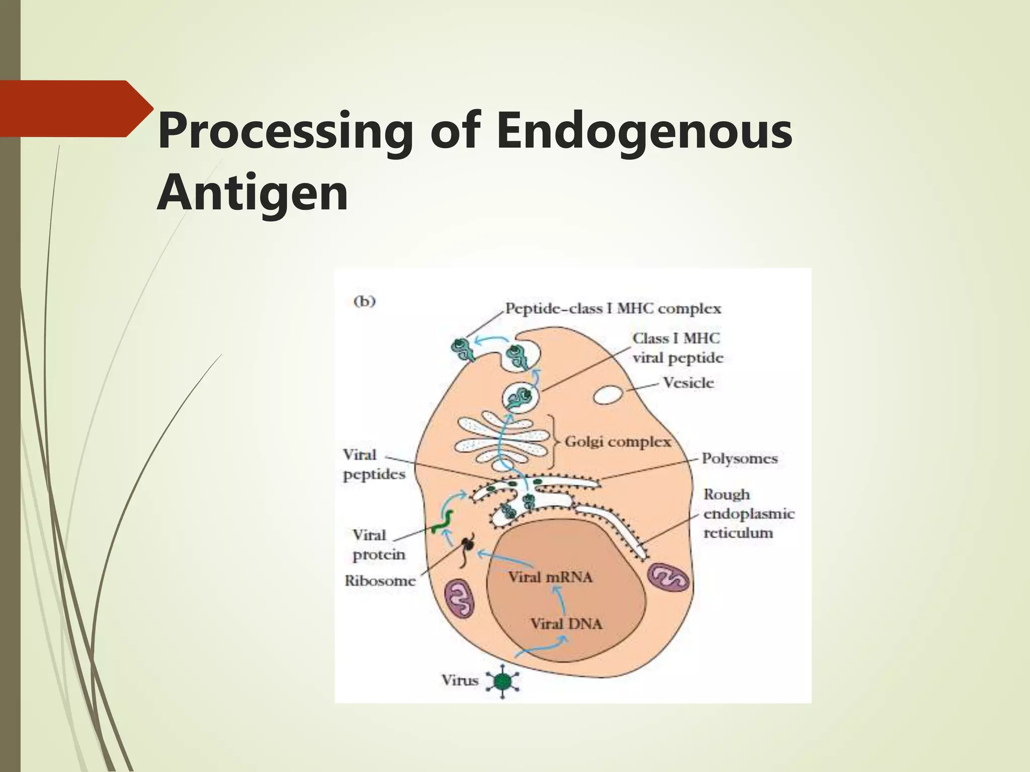 Antigen processing and presentation | PPTX