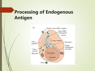 Antigen processing and presentation | PPTX